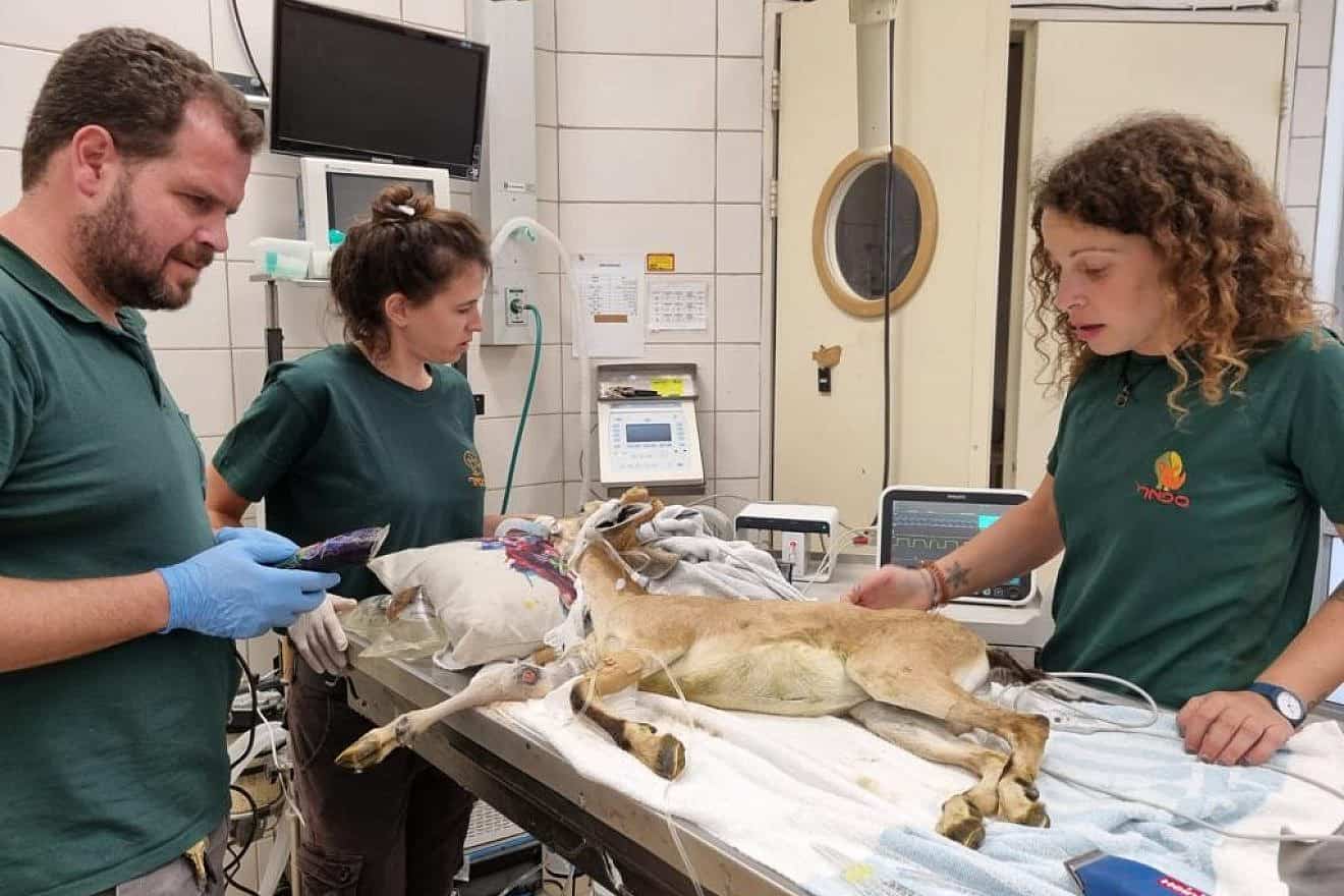 Innovation in conservation: 3D printing used to heal mountain goat ...