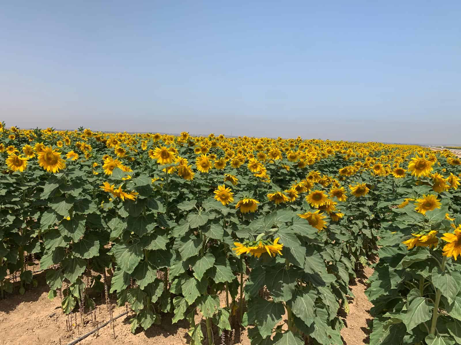 Sunflowers and bad news - JNS.org