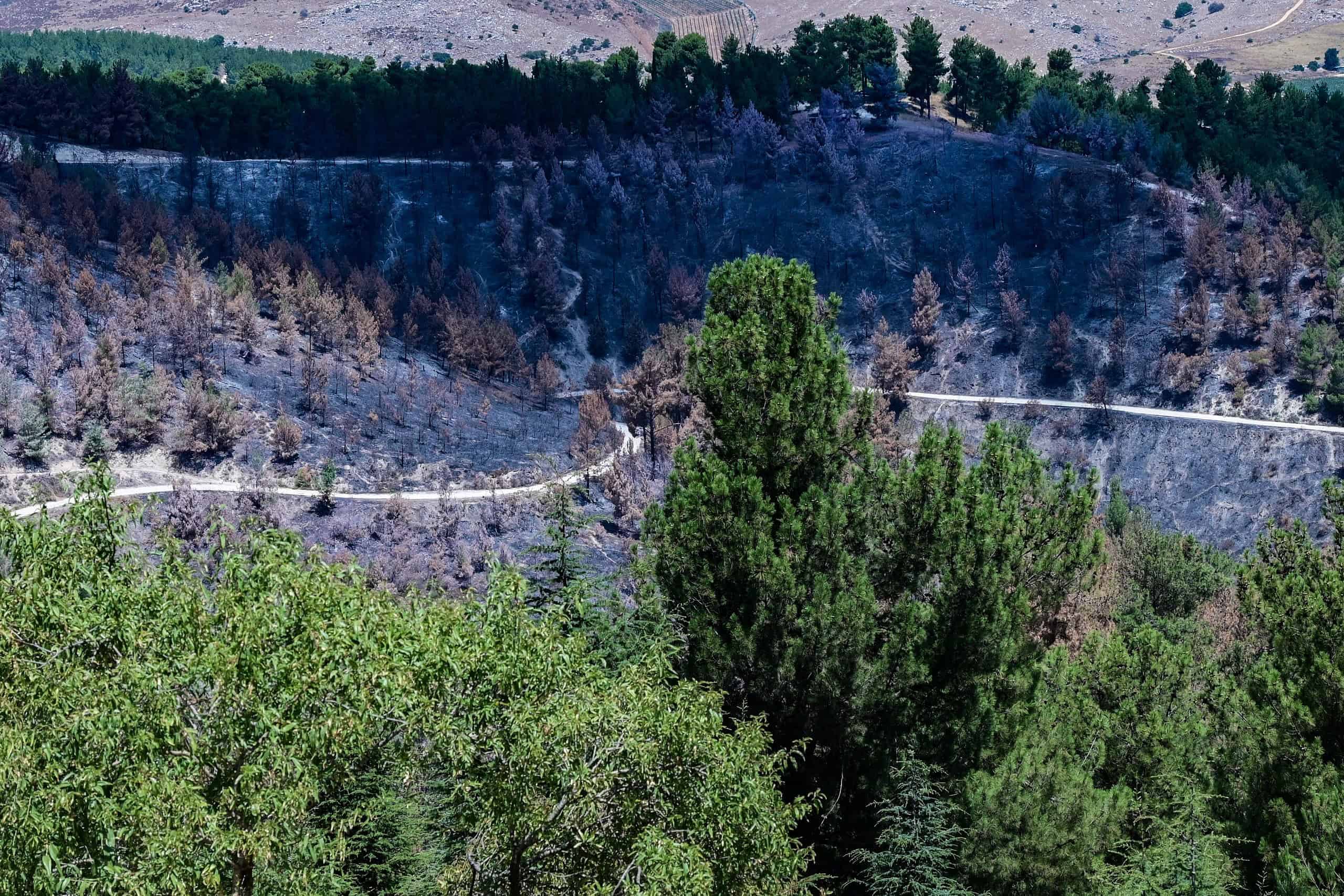 Caring for Israel’s forests in time of war - JNS.org